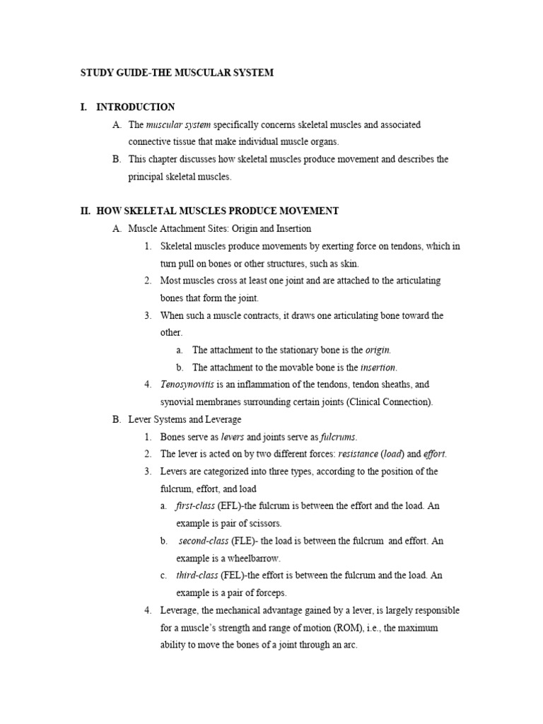 The Muscular System-Study Guide | PDF | Human Leg | Foot