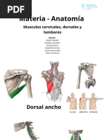 Músculos Posteriores del Cuello | PDF | Anatomía humana | Sistema ...