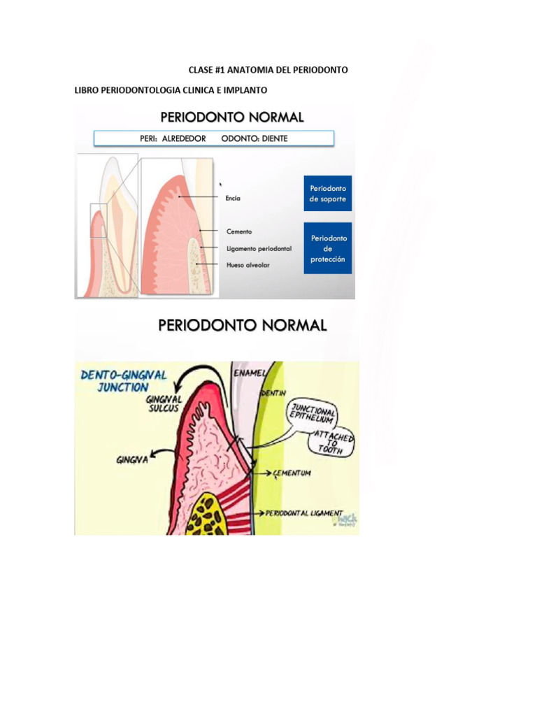 CLASE #1 Anatomia de La Encia | PDF | Epitelio | Anatomía
