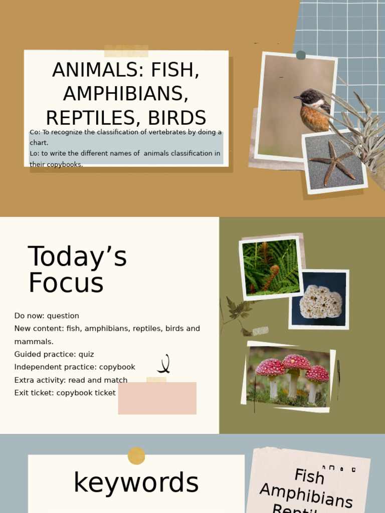 Lesson 1 - Fish, Amphibians, Reptiles, Birds, and Mammals | PDF ...
