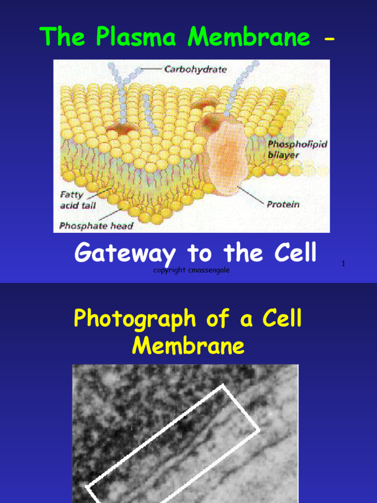 Functions and Structure of Cell Membrane | PDF | Cell Membrane | Osmosis