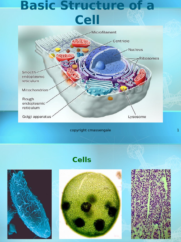 EEE 1201 L3 Biological Cells | PDF | Cell (Biology) | Organelle