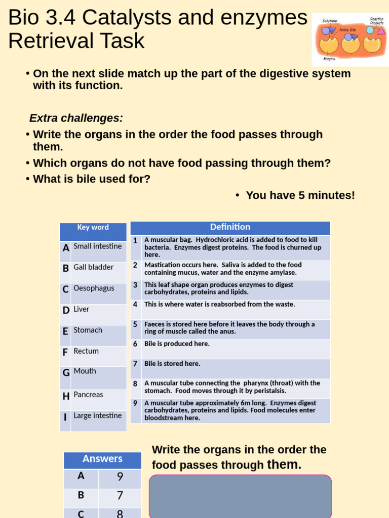 Bio 3.4 Catalysts and Enzymes | PDF | Enzyme | Digestion