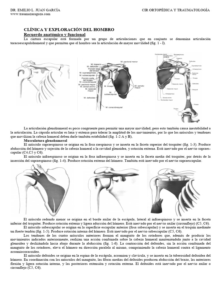 Clínica y Exploración Del Hombro | PDF | Hombro | Anatomía humana