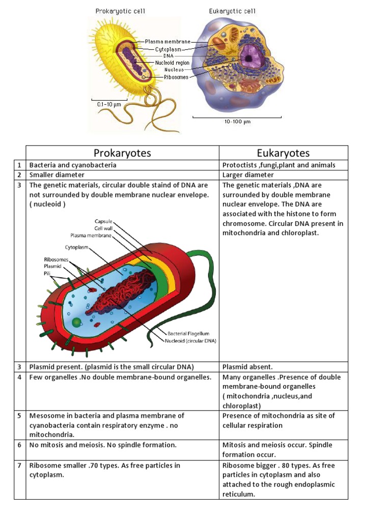 Cell Structure | Download Free PDF | Cell Membrane | Chloroplast