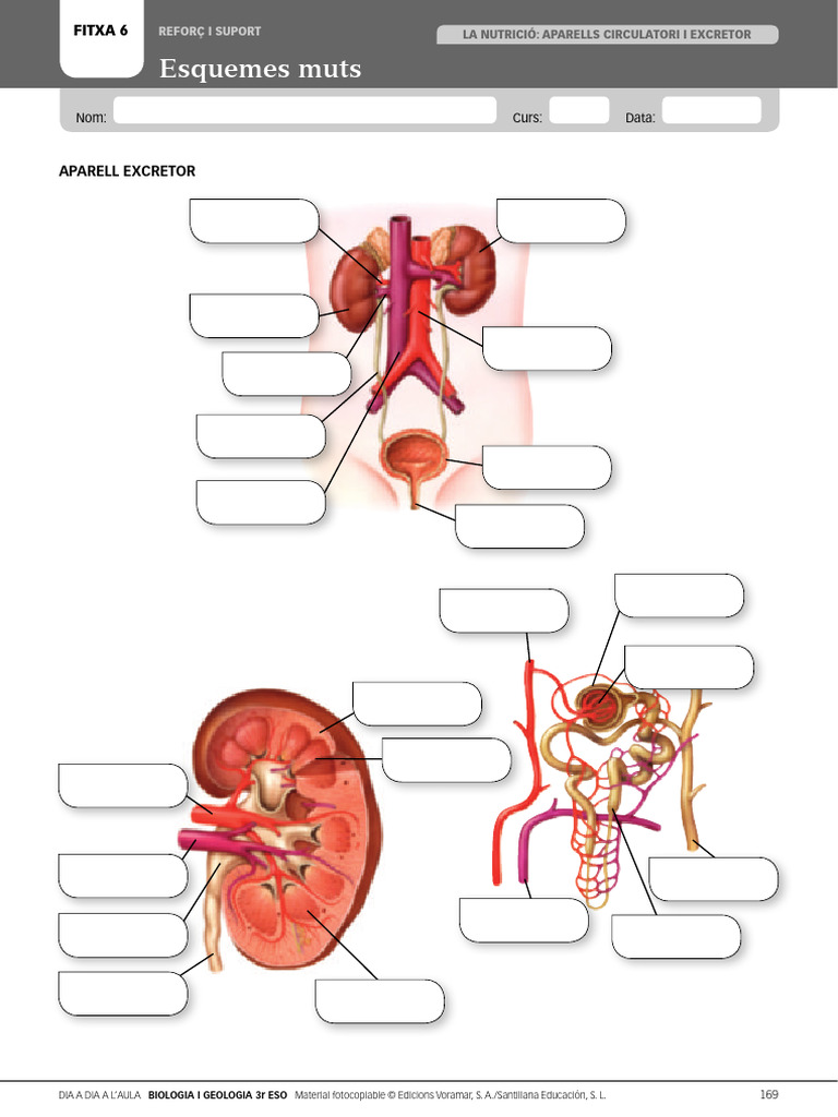 Esquema Mut Aparell Excretor | PDF