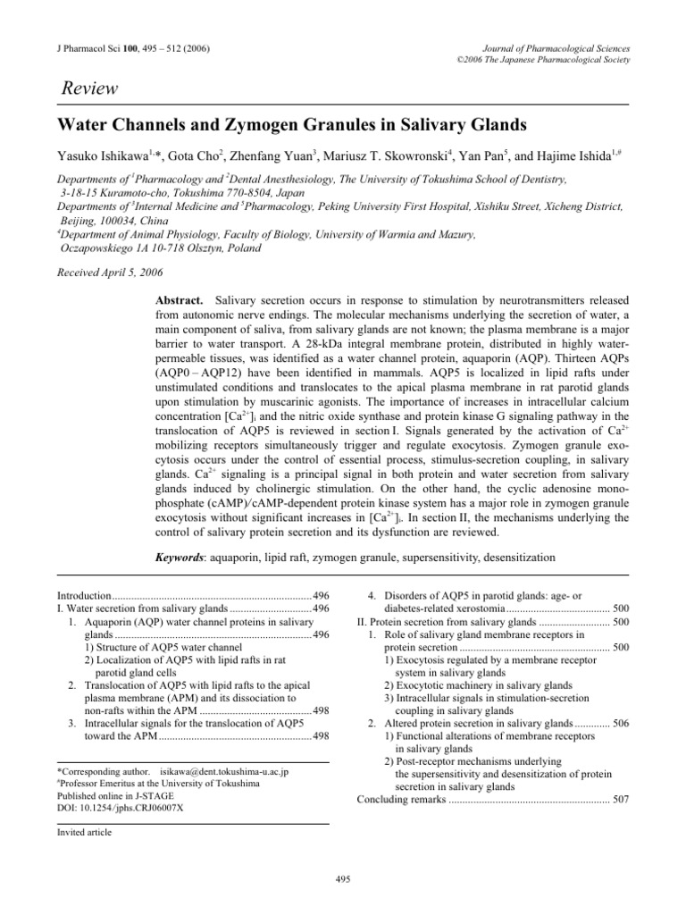 Zymogen Granules in Salivary Glands | PDF | Saliva | Cell Signaling