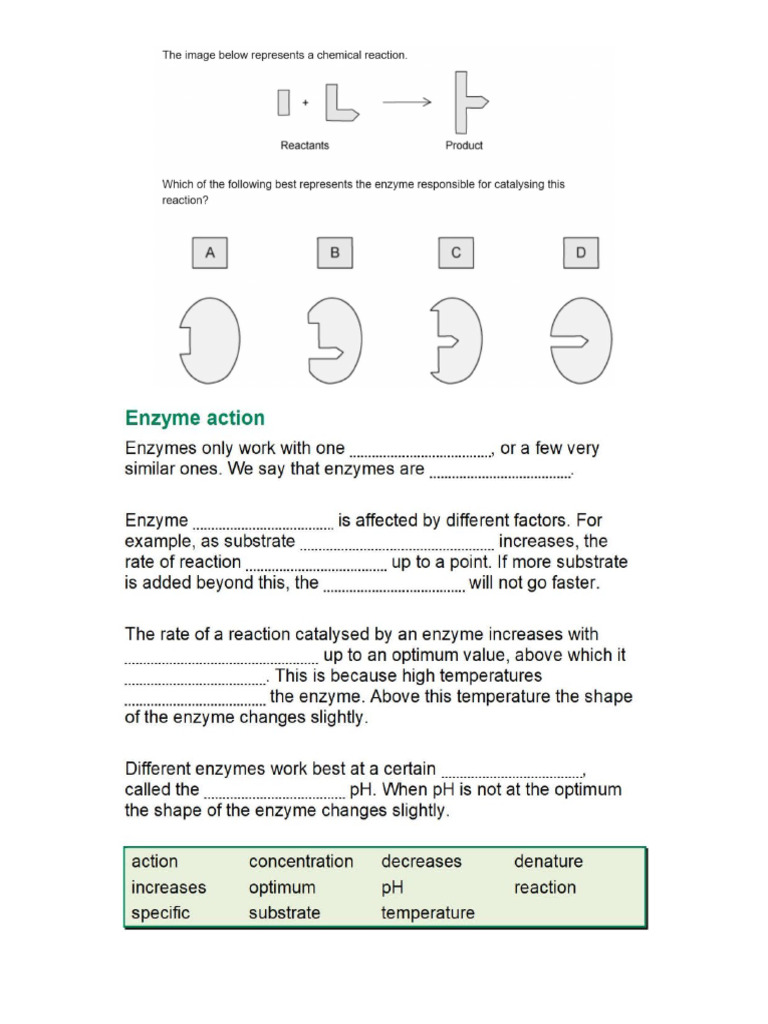 Enzymes Worksheet | PDF