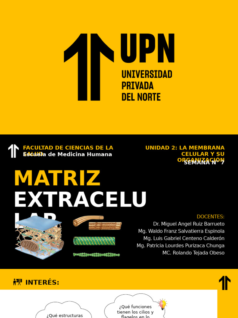 Clase 7 FB1 Matriz Extracelular | PDF | Receptor (Bioquímica) | Actina