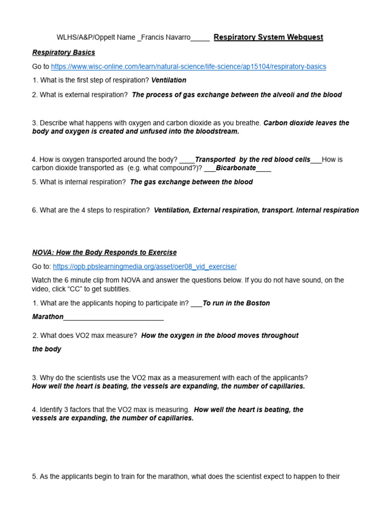 Respiratory System Webquest | PDF | Respiratory System | Breathing