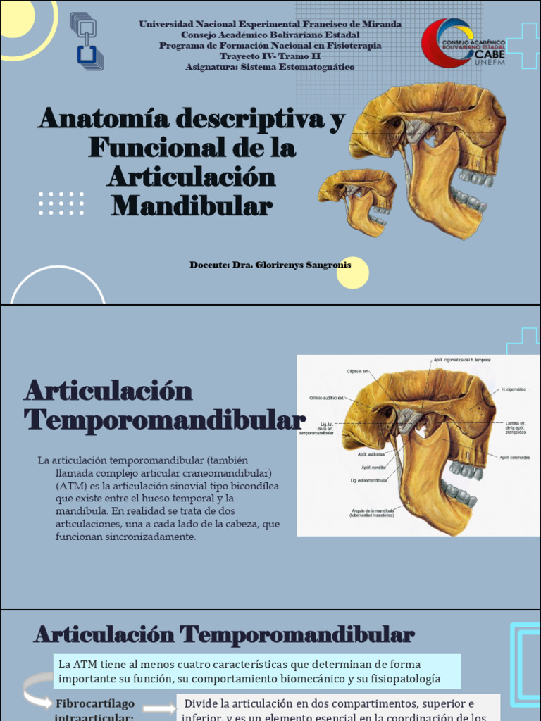 Anatomia de La ATM | PDF | Articulación | Anatomía humana