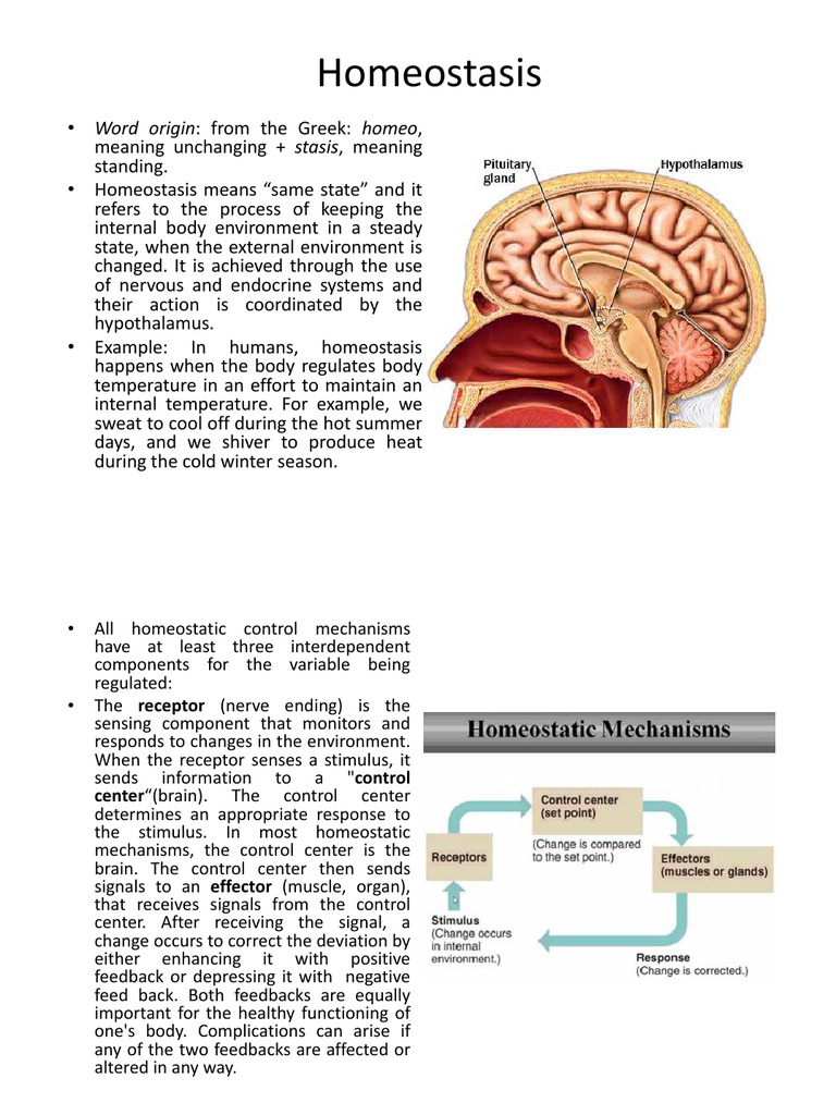 Homeostasis | PDF | Homeostasis | Thermoregulation