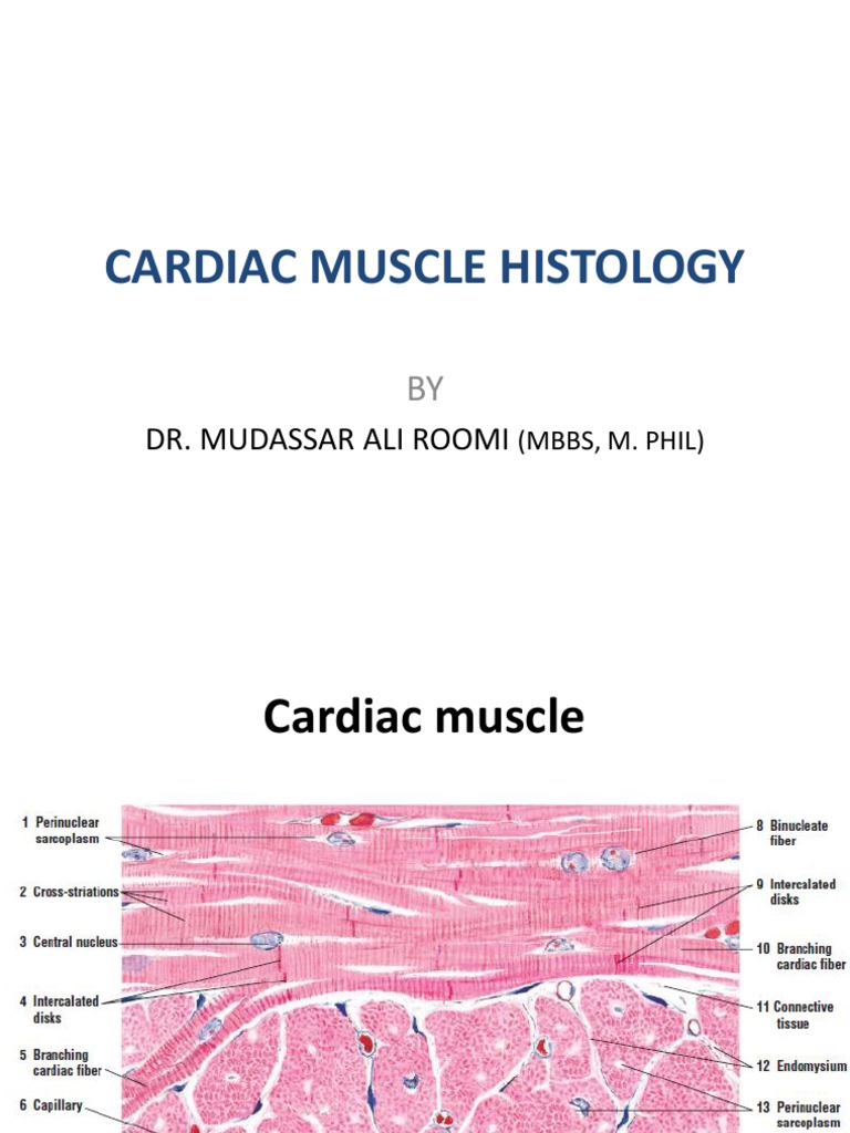 Cardiac Muscle Histology Overview | PDF