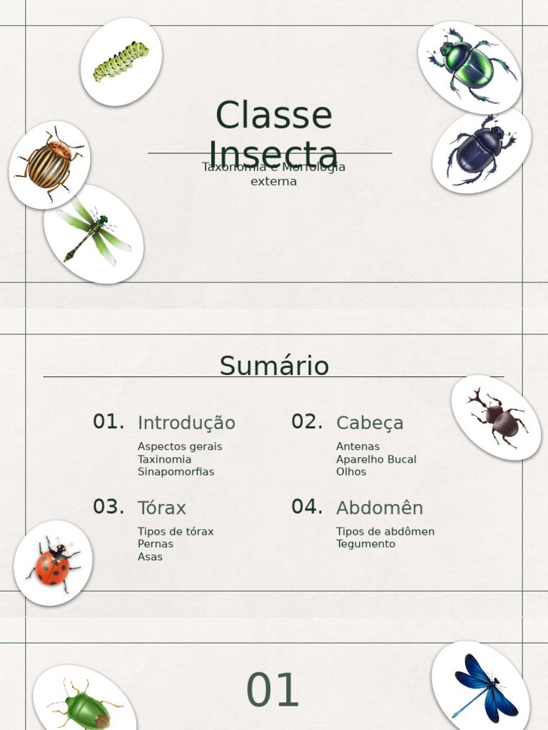 Taxonomia e Morfologia dos Insetos | PDF | Insetos | Zoologia