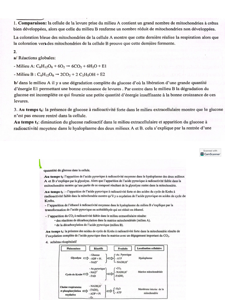 Correction Exercice LEVURES DE BIÈRES ATP | PDF