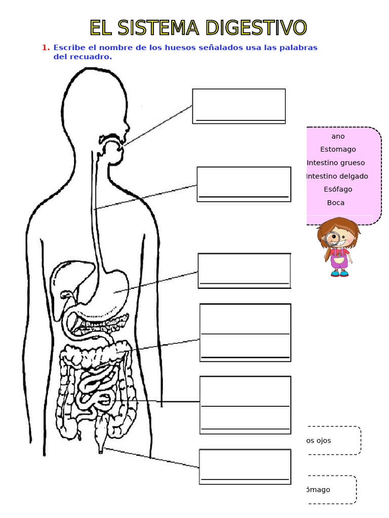 Ficha Ciencia-El Sistema Digestivo | PDF