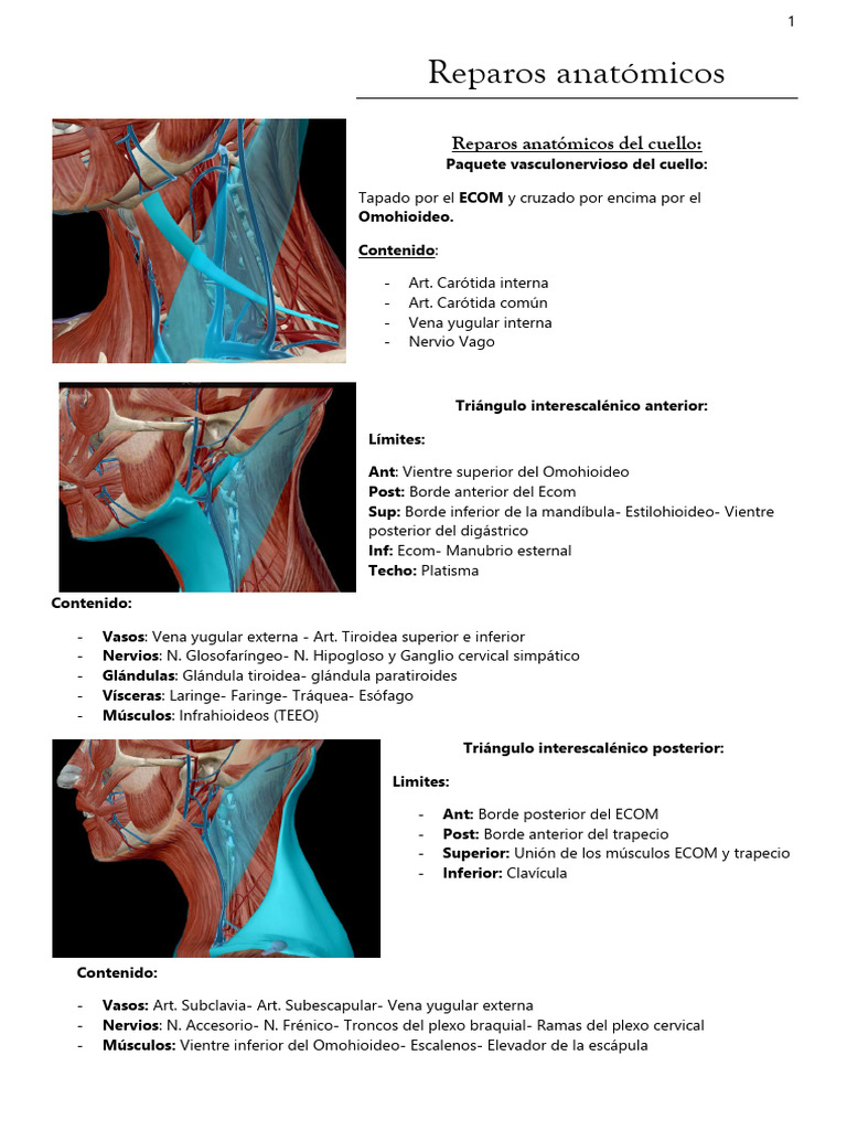 Reparos Anatómicos (Cuello, Tórax, MMSS) | PDF | Anatomía humana ...