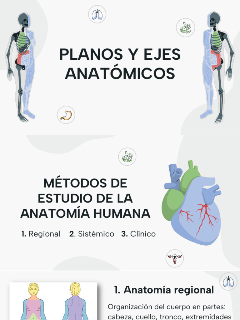Ejes y Planos Anatomicos | PDF | Términos anatómicos de ubicación