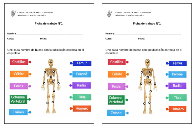Ficha de Trabajo Huesos | PDF