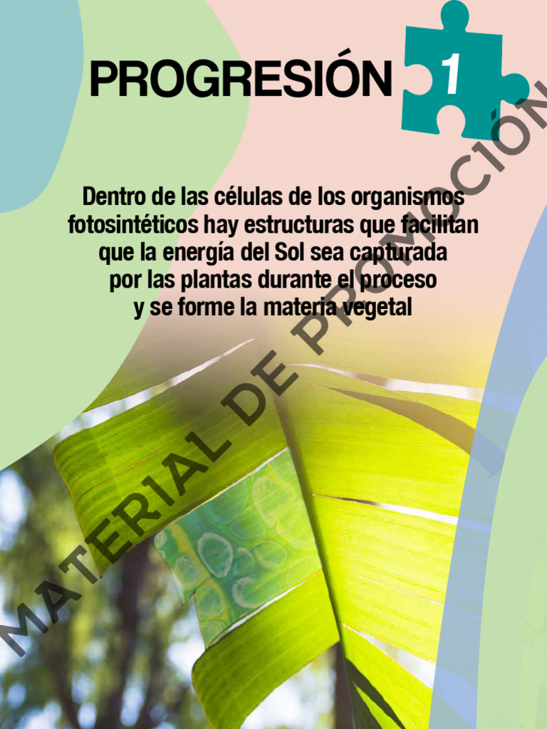Flujo de energía en ecosistemas fotosintéticos | PDF | Fotosíntesis ...