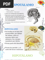 Anatomía Del Hipotálamo e Hipófisis - NeuroWikia | PDF | Hipotálamo ...