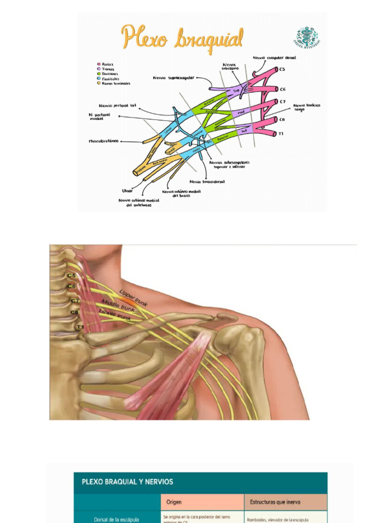 plexos y dermatomas | PDF