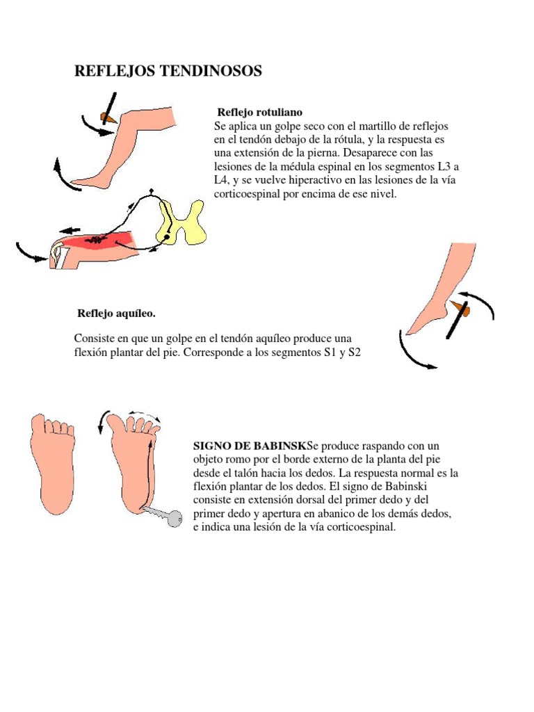 Reflejos Tendinosos