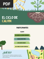 Fases del Ciclo de Calvin en Fotosíntesis | PDF | Fotosíntesis | Biología
