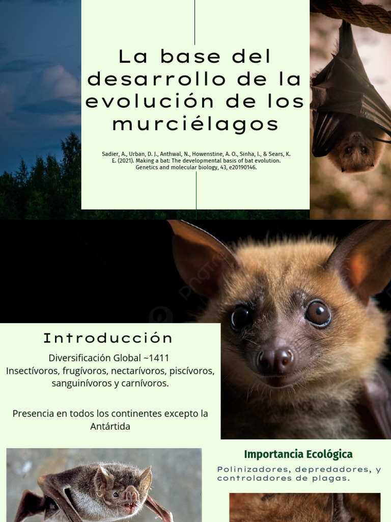 Evolución y Diversidad de Murciélagos | PDF | Murciélago | Percepción ...