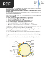 Grade 12 Life Science The Eye | PDF | Eye | Myopia