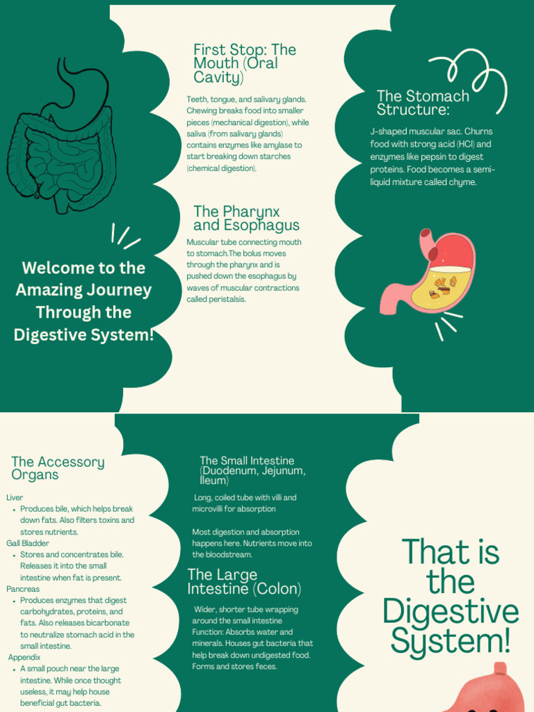 Digestive System Brochure | PDF | Digestion | Gastrointestinal Tract