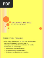 Bandas de Caspary | PDF | Raíz | Biología Celular