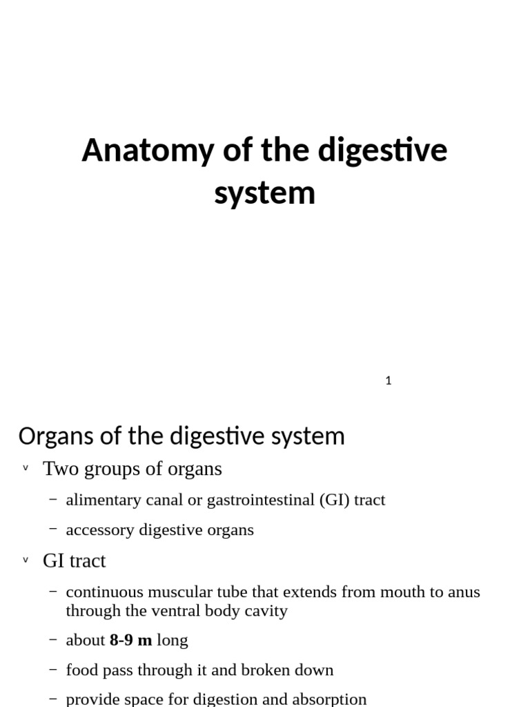 5) Anatomy of Digestive System | PDF | Liver | Gastrointestinal Tract