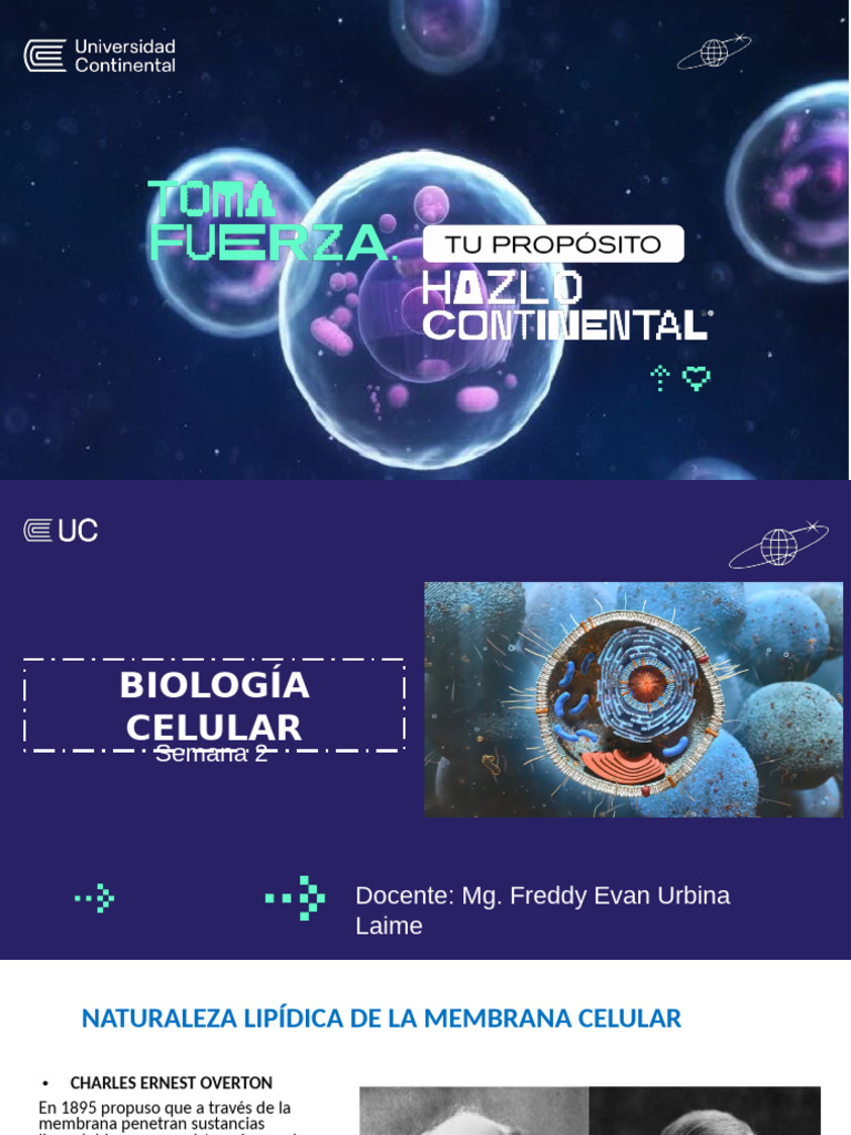 Sem 2 - Estructura de La Membrana | PDF | Membrana celular | Membrana biológica