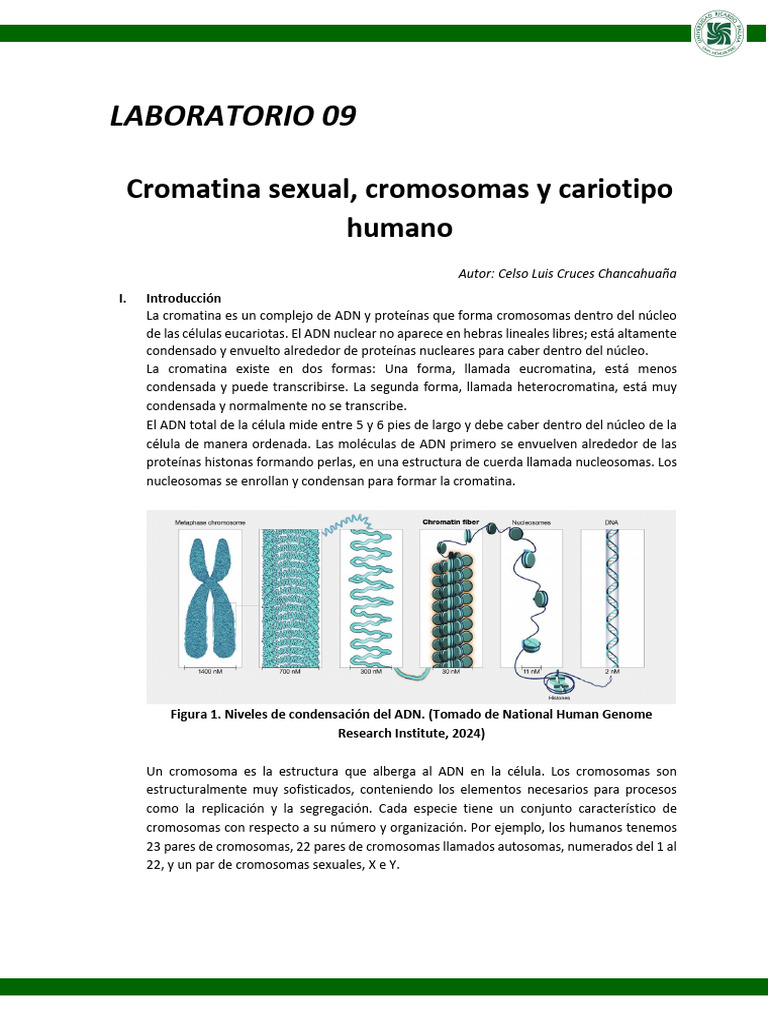 Guía de Laboratorio BCM 2025-I-46-49 | PDF | Cromosoma | Cromatina