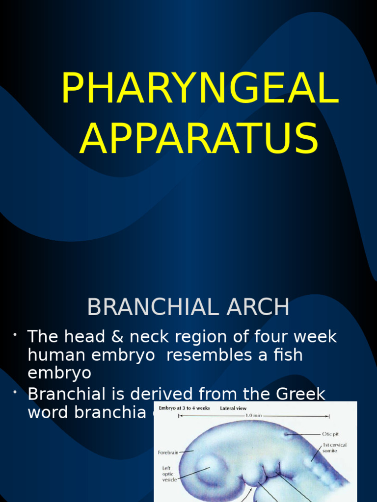 Pharyngeal Apparatus | PDF | Human Anatomy | Anatomy