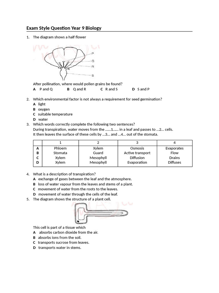 Exam Style Question Year 9 Biology | PDF | Leaf | Root