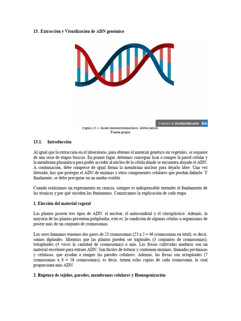 Extracción y Visualización de ADN Genómico | PDF | Biología Celular) | Adn