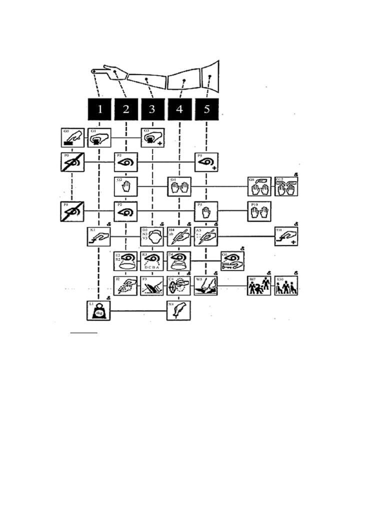 Guia para Modapts | PDF | Anatomía humana | Anatomía de los primates