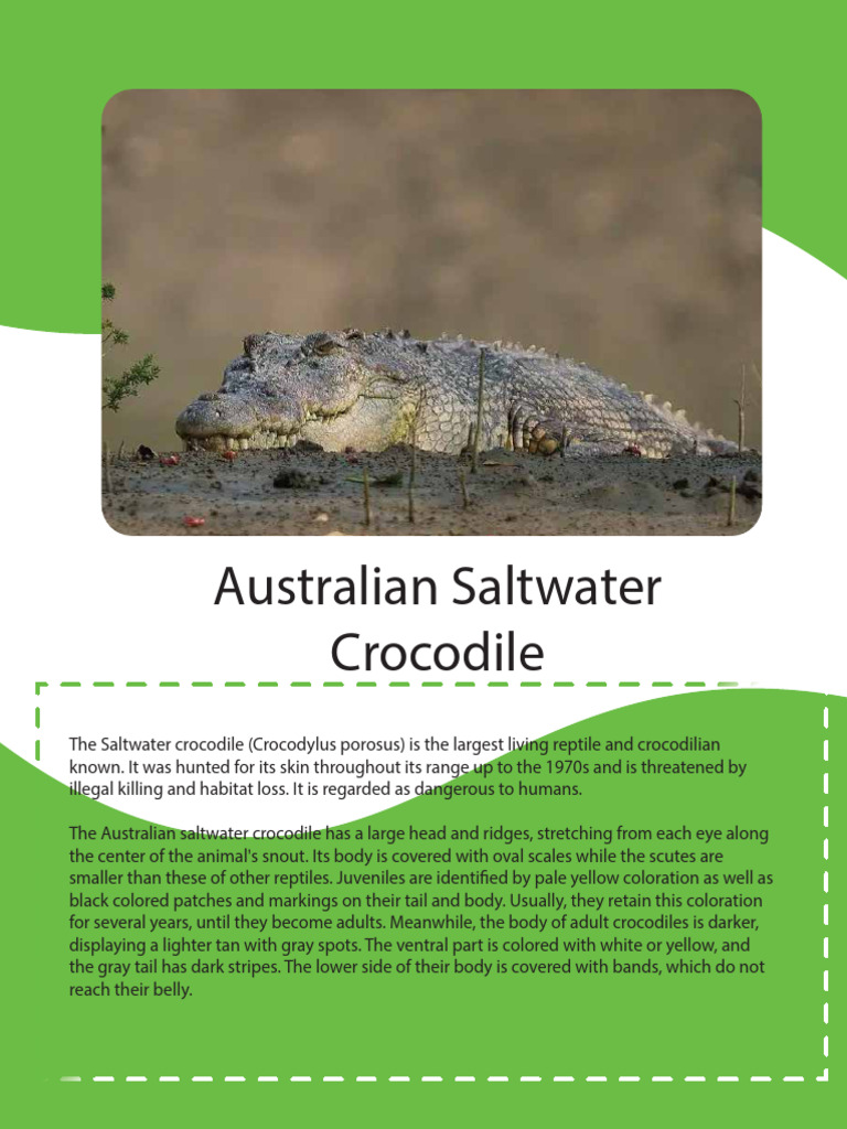 Australian Saltwater Crocodile Facts | PDF