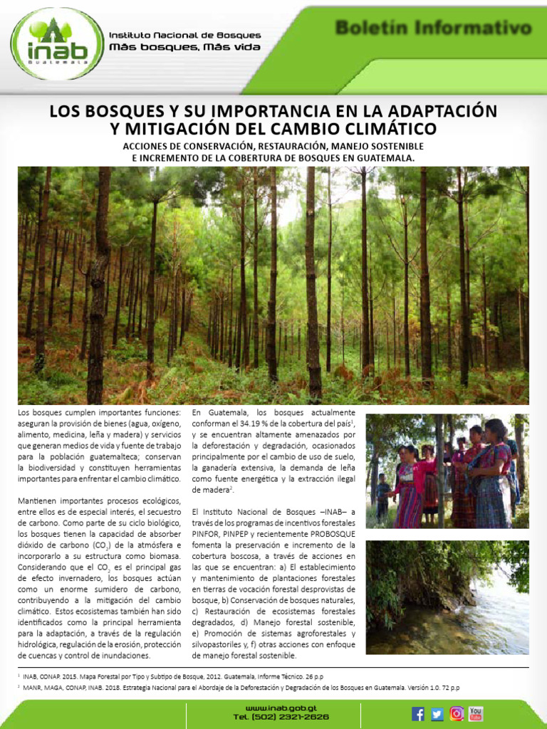 Bosques de Guatemala | PDF | Los bosques | Deforestación