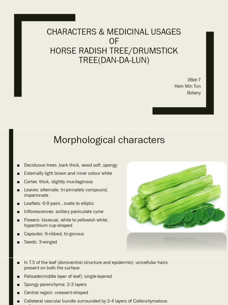 Presentation - 1, Bot3109 (Drumstick Plant) | PDF | Leaf | Trees