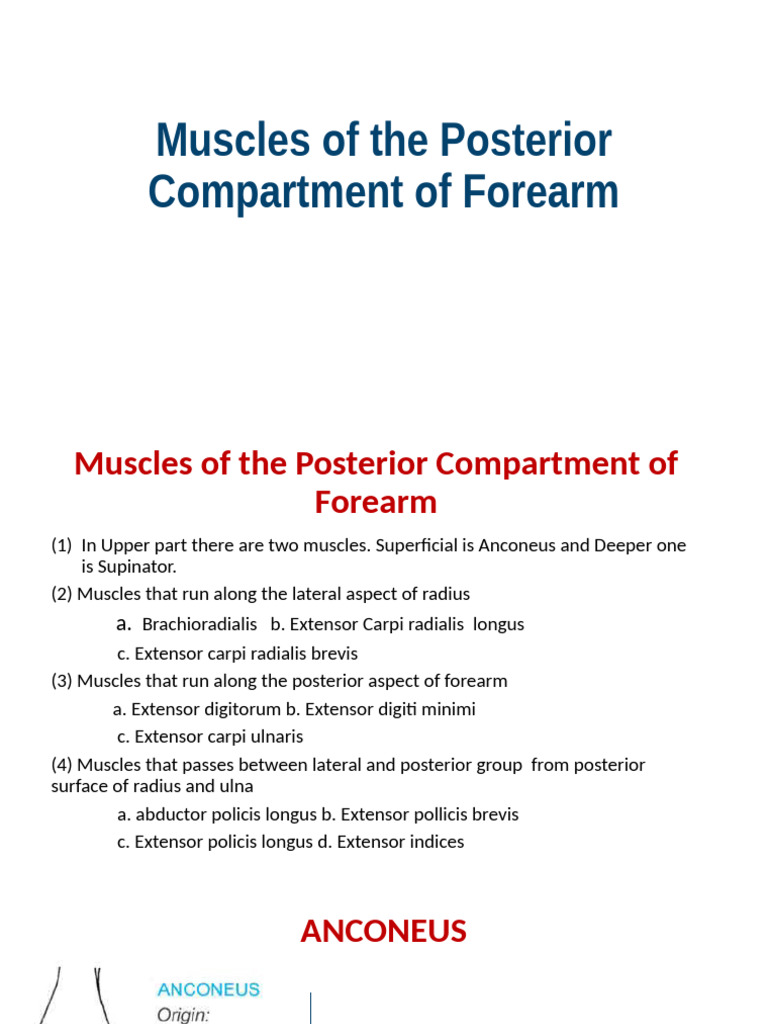 Posterior Forearm Muscle Anatomy | PDF | Thumb | Hand