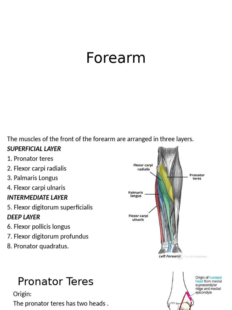8 Forearm | PDF | Thumb | Anatomical Terms Of Motion