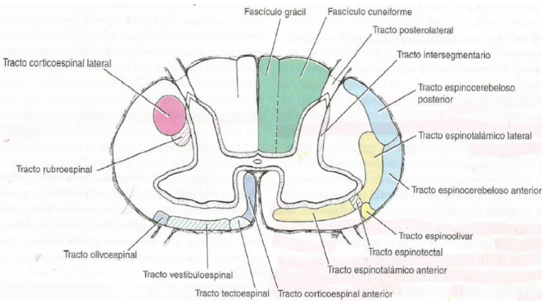 Medula | PDF