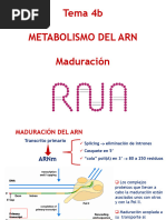 Splicing: Procesos y Tipos | PDF | Rna Splicing | Messenger Rna
