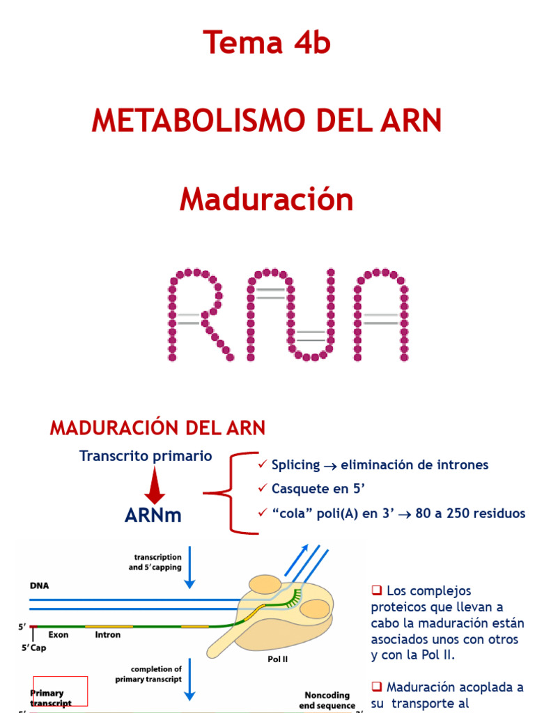 T4b. Metabolismo Del ARN - Maduración | PDF | Rna Splicing | Rna