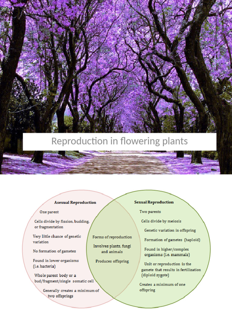 Reproduction in Flowering Plants | PDF | Sexual Reproduction | Reproduction
