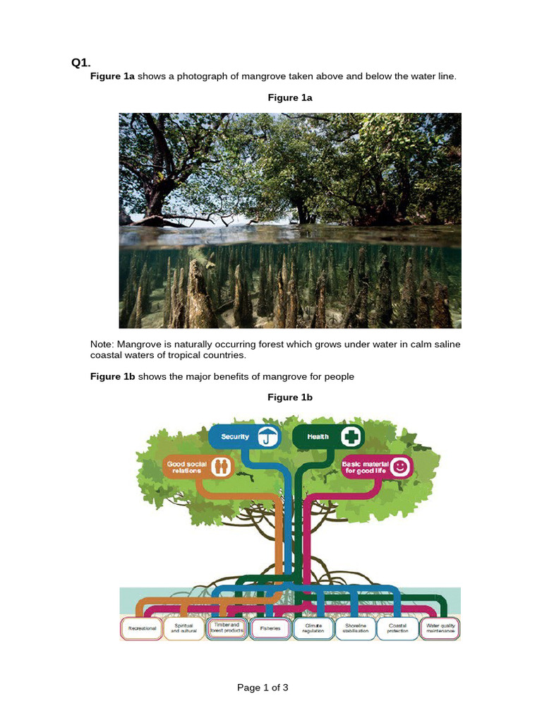 Coasts Revision Questions | PDF | Mangrove | Coast