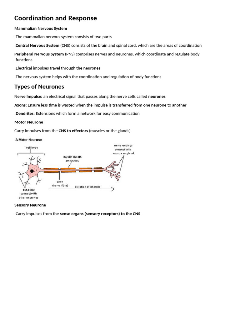 Coordination and Response | PDF | Neuron | Nervous System